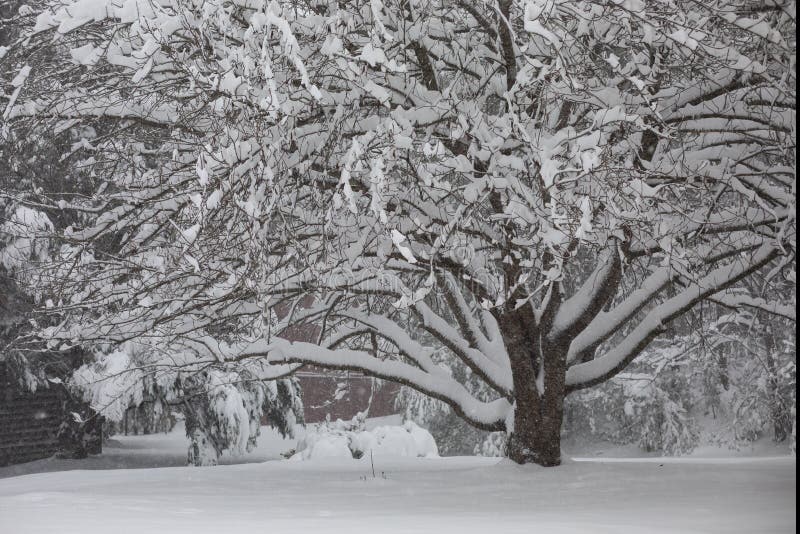 Deep First Snow on Cherry Tree Stock Image - Image of diego, frozen ...