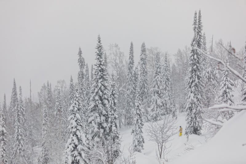 Winter storm in a forest stock image. Image of frost - 85394771