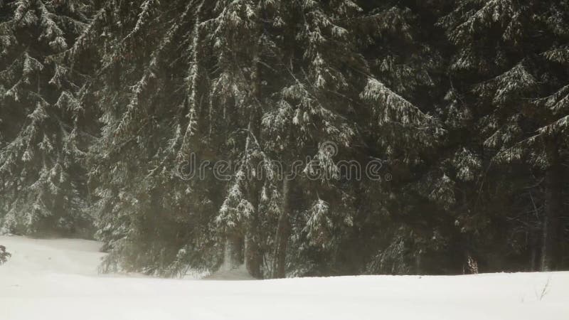 Winter storm stock video. Video of snow, relaxing, december - 49659645