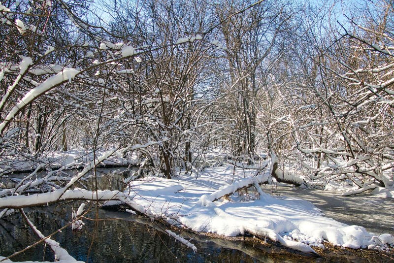 Winter Stream Flowing through Snowy Forest Stock Image - Image of clear ...