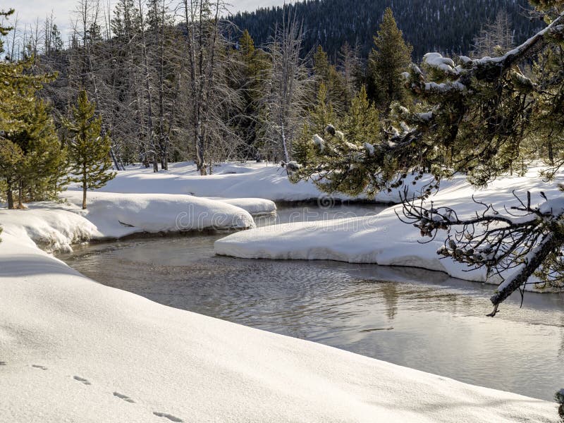 Winter Stream Meandering through Show in Winter Stock Image - Image of ...