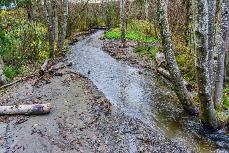 Winter Stream and Trees stock photo. Image of rocks - 264077952