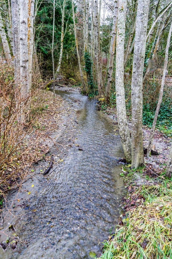 Winter Stream and Trees 2 stock photo. Image of dash - 264498242