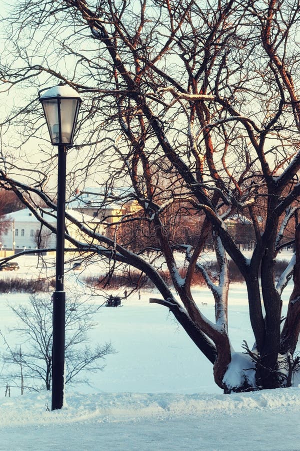 Winter street light tree stock image. Image of park, branch - 89334985