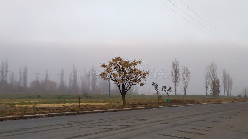 The winter street tree stock image. Image of haze, morning - 188776303