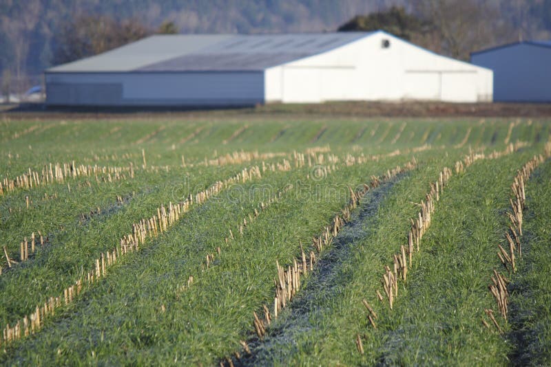 Winter Stubble stock image. Image of valley, grass, industry - 29162751
