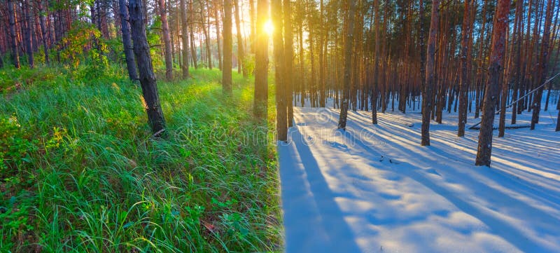 Winter and Summer Forest at the Sunset Stock Photo - Image of park ...