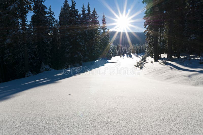 Winter sun stock photo. Image of nature, natural, lonely - 13342720