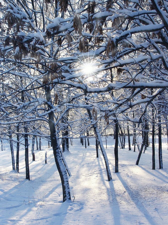 Winter sun stock photo. Image of chill, natural, design - 3646884