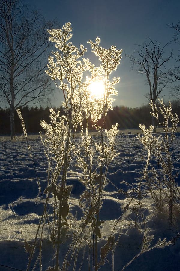 513,358 Winter Sun Photos - Free & Royalty-Free Stock Photos from ...
