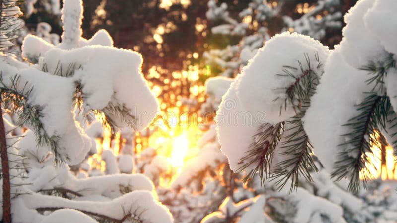 Winter Sun Breaks through the Snow-covered Fir Branches Stock Image ...