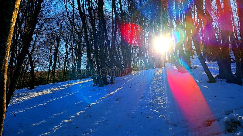 Winter Sun Cold Snow Natura Stock Image - Image of snow, cold: 268982855