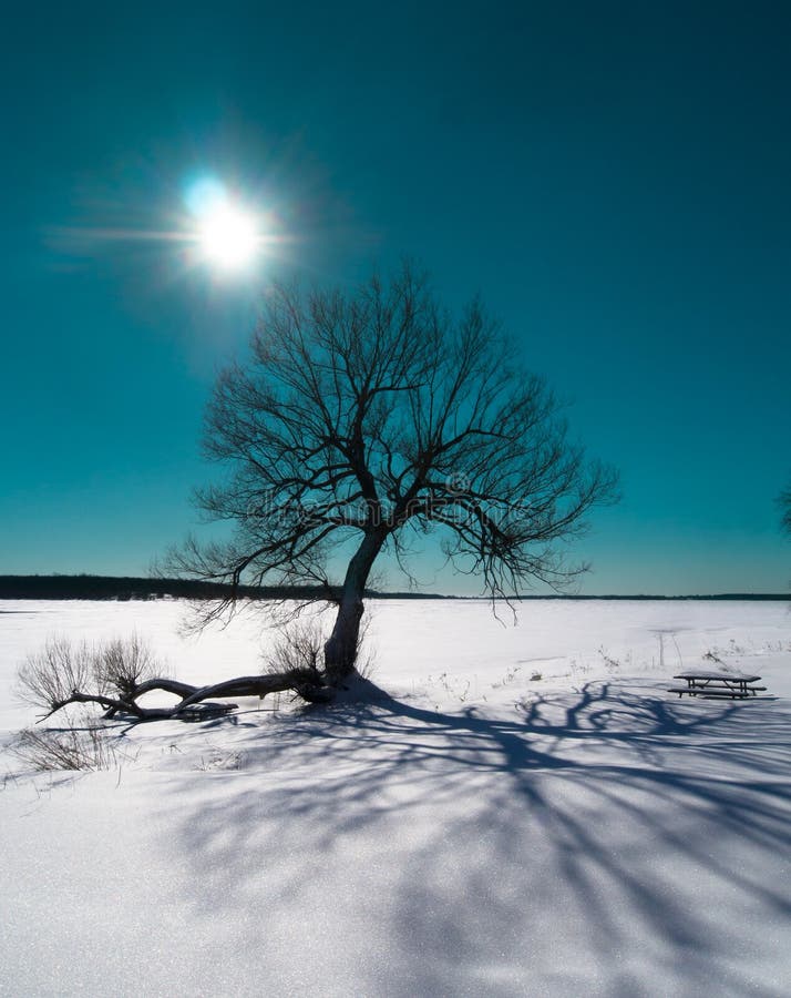 Winter Sun and Dramatic Tree Shadow Stock Image - Image of winter ...