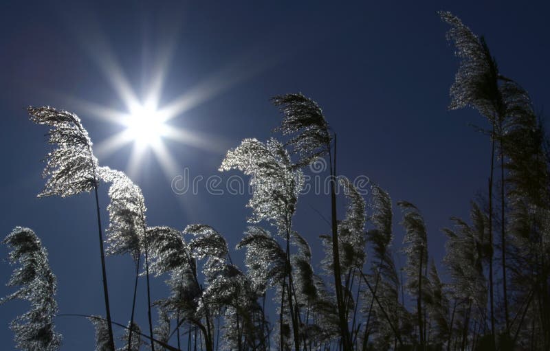 Winter Sun stock photo. Image of winter, coldness, blue - 47038366