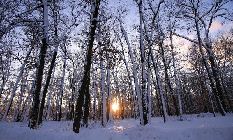 Winter Sun Light stock image. Image of tree, light, bare - 4085777