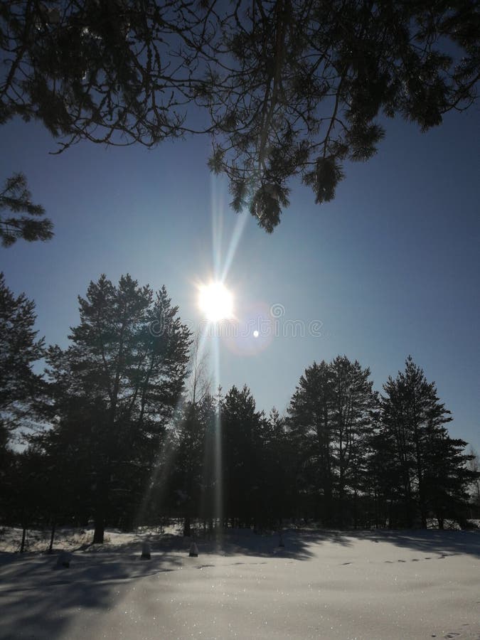 Winter, Sun and Pine Trees in the Field at Sunset. Stock Image - Image ...
