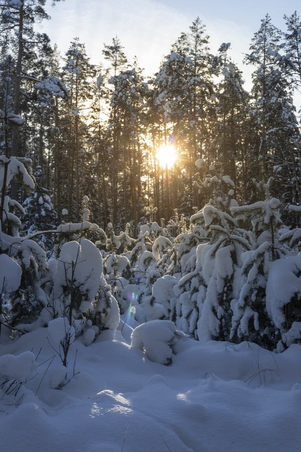 Winter Sun Rays Going through Beautiful Pine Trees Forest Stock Image ...