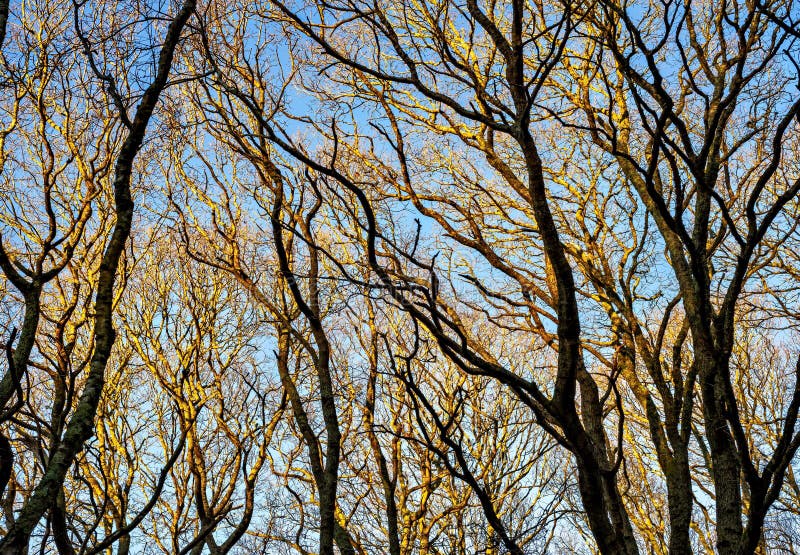 Winter Sun Tracery in the Late Afternoon Stock Image - Image of winter ...
