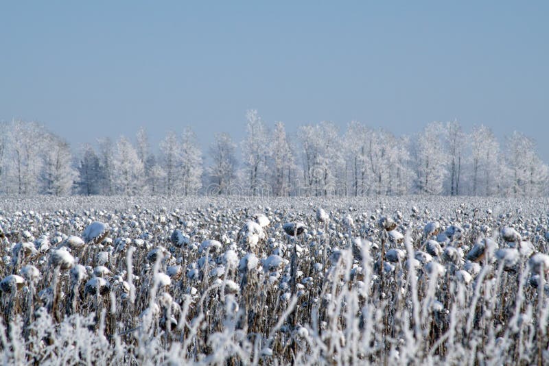 Winter sunflowers stock image. Image of sunny, winter - 15058039