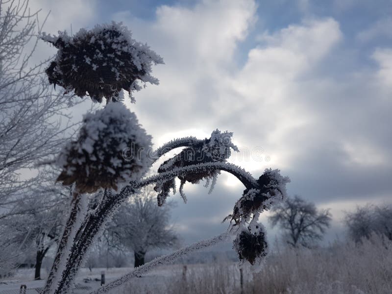 Winter sunflowers stock image. Image of winter, sunflowers - 84611881