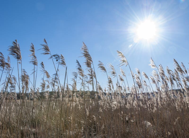 Winter Sunlight through Golden Reed Stock Image - Image of winter ...