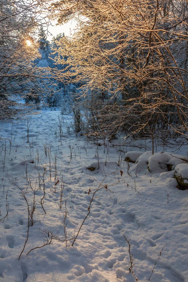 Winter sunlight stock image. Image of scenic, deciduous - 79608669