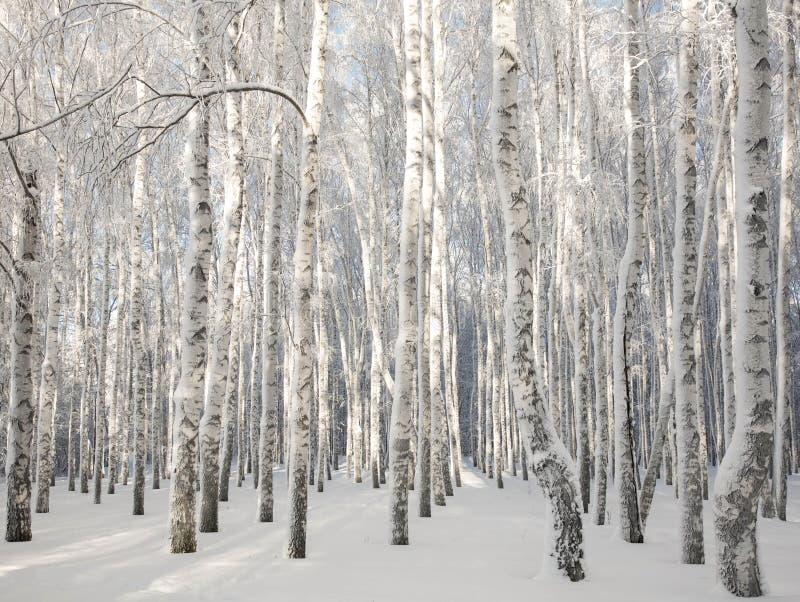 Birch Forest With Covered Snow Branches Stock Image - Image of white ...