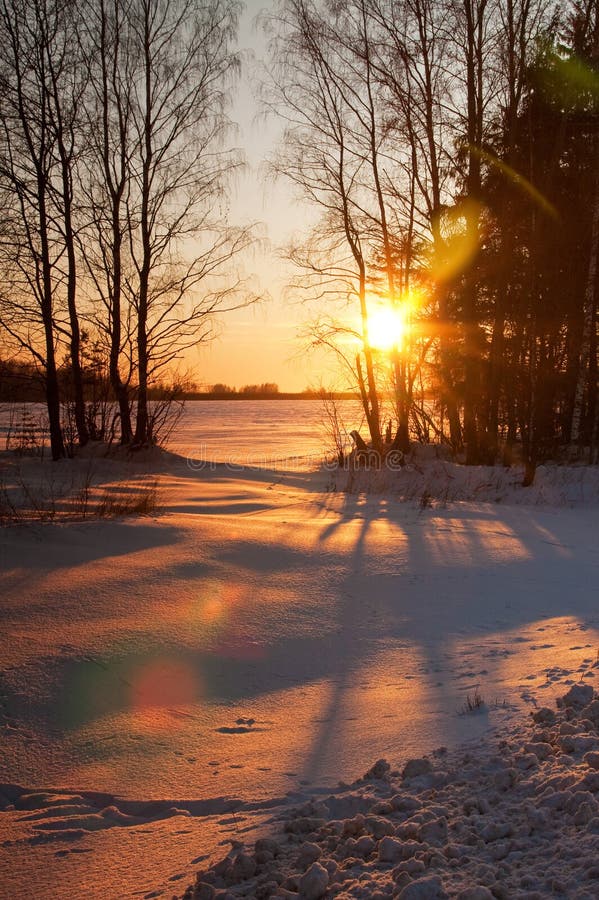 Trees in Winter stock photo. Image of lisle, sunset, illinois - 84199664