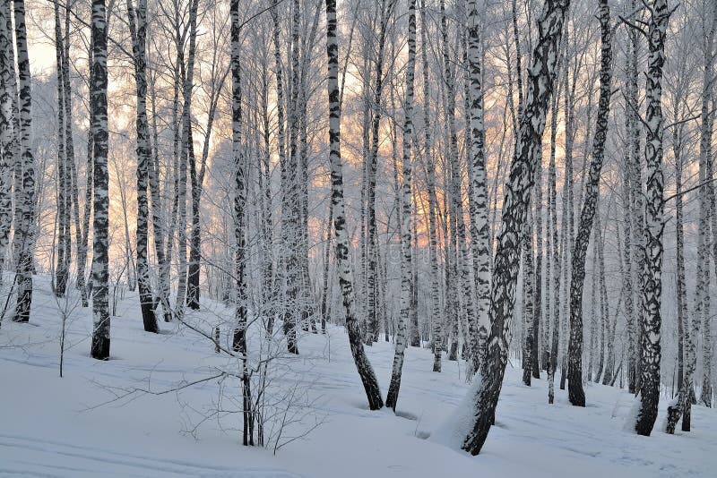 Winter Sunset in Birch Forest Stock Photo - Image of hoar, clear: 32564990