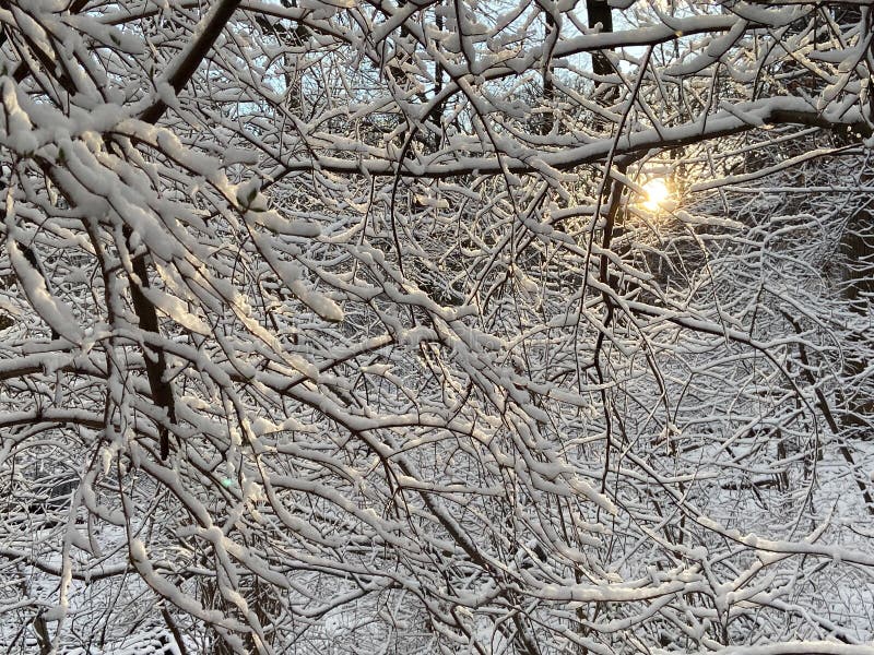 Winter Sunset in the Forest in March Stock Photo - Image of march ...