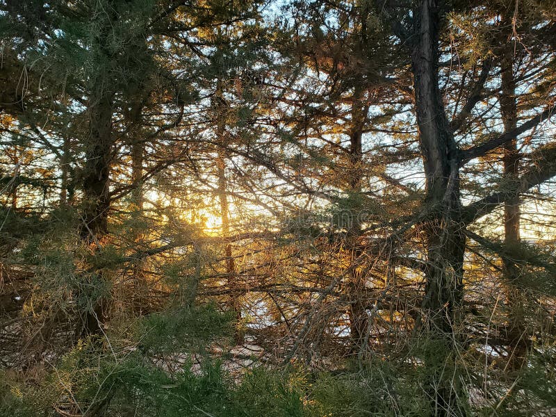 Winter Sunset through Pine Tree Forest. Walk in the Woods. Stock Image ...