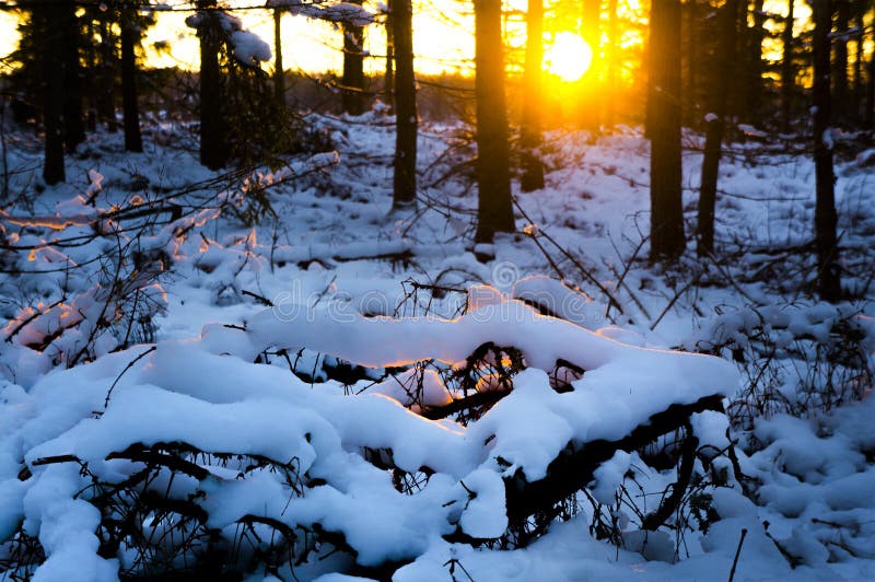 Winter Sunset in Scandinavian Forest Stock Photo - Image of twilight ...