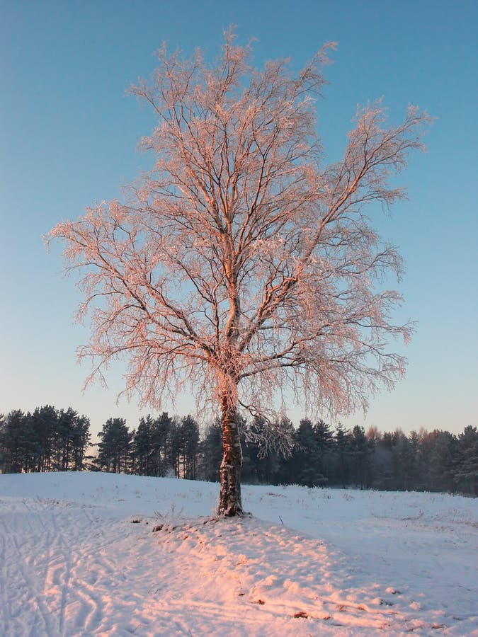 Winter Suntree Stock Photos - Free & Royalty-Free Stock Photos from ...