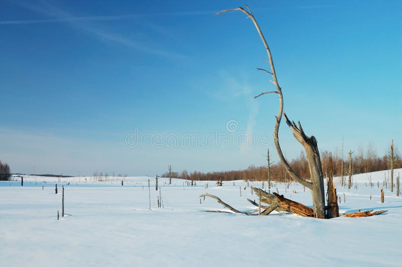 Winter swamp stock photo. Image of season, bare, scenics - 12192744