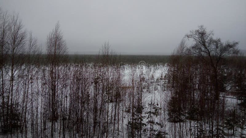 Winter swamp stock photo. Image of mist, branch, swamp - 85558300