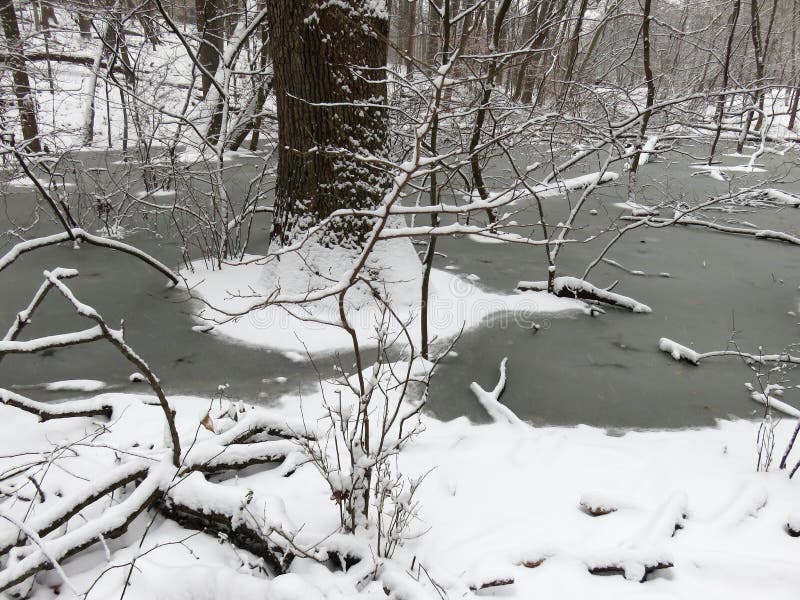 Winter Swamp and Snow in January Stock Photo - Image of snow, nature ...