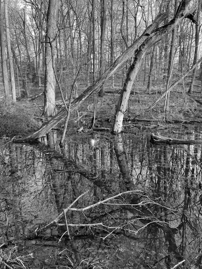 Winter Swamp Tree Reflections in Black and White Stock Photo - Image of ...