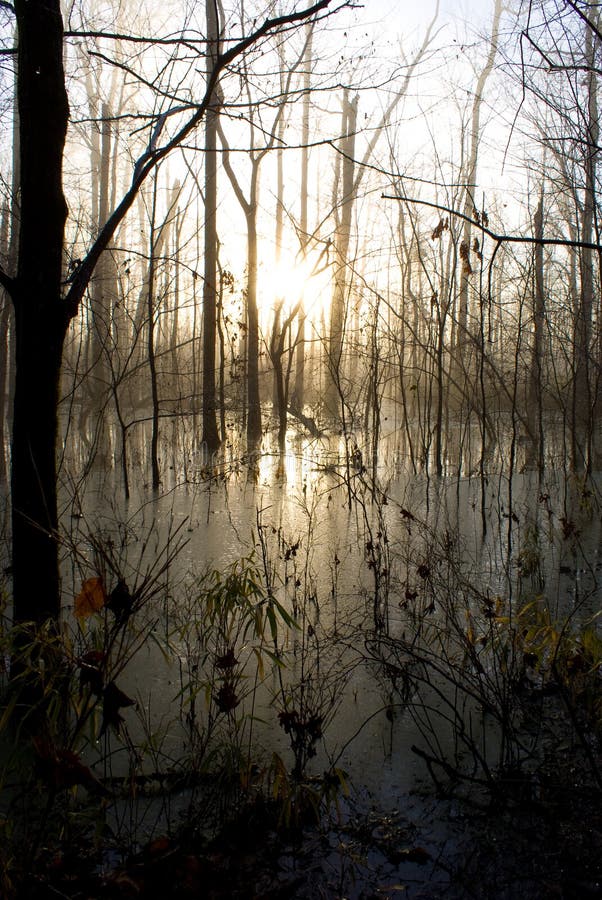 Winter Swamp stock photo. Image of foggy, light, swamp - 48430928