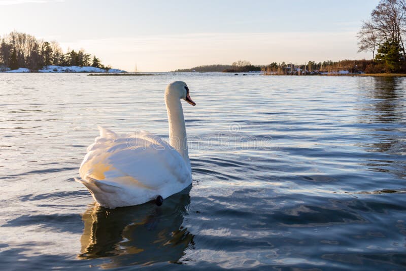 Winter swan stock image. Image of bird, tree, winter - 49911483