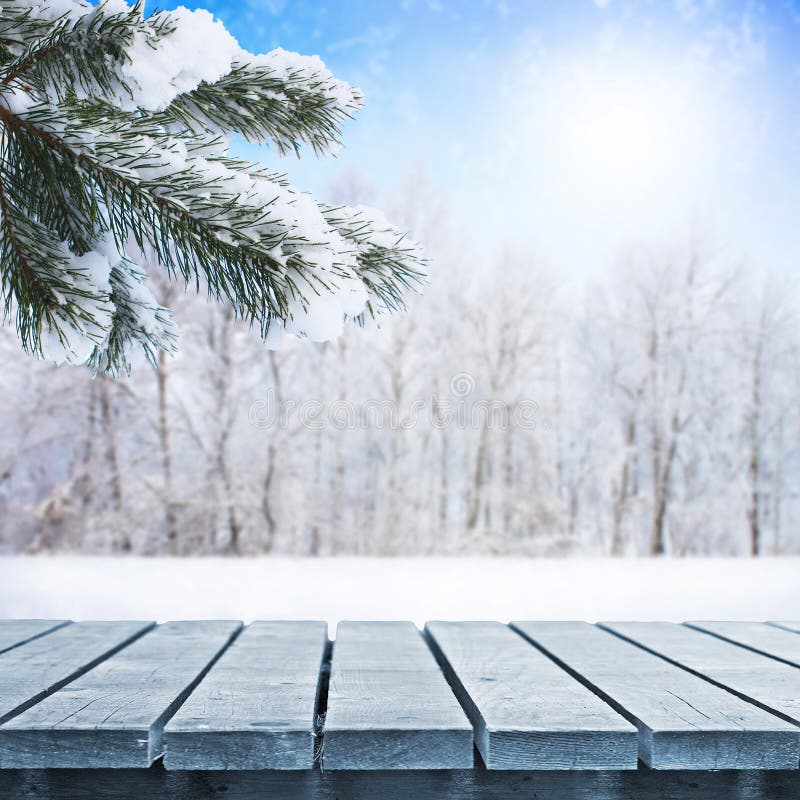 Winter trees in Snow stock photo. Image of limitless, lonely - 576664