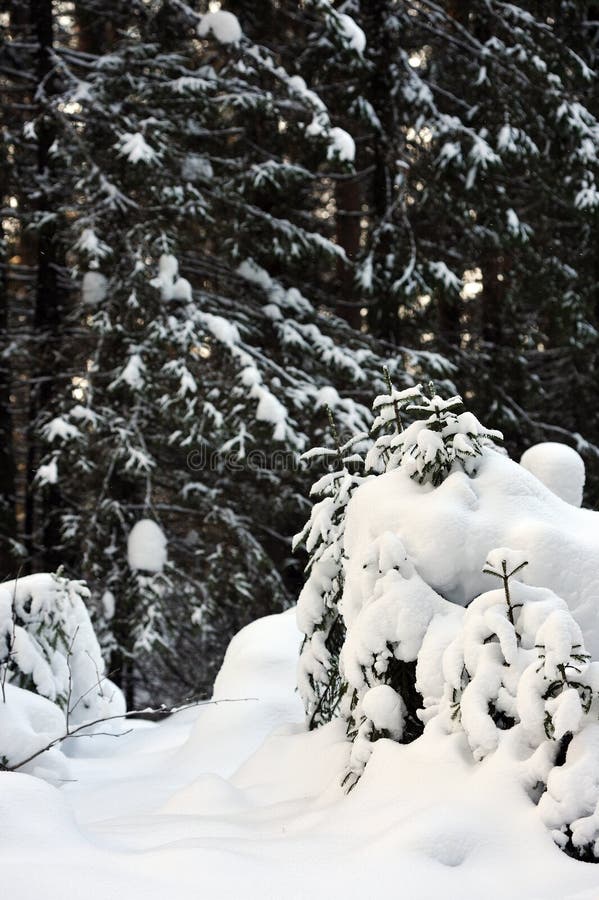 Winter in the taiga forest stock photo. Image of boreal - 108474500
