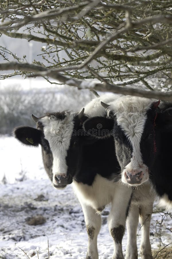 Blood Dripping Head Stock Photos - Free & Royalty-Free Stock Photos ...