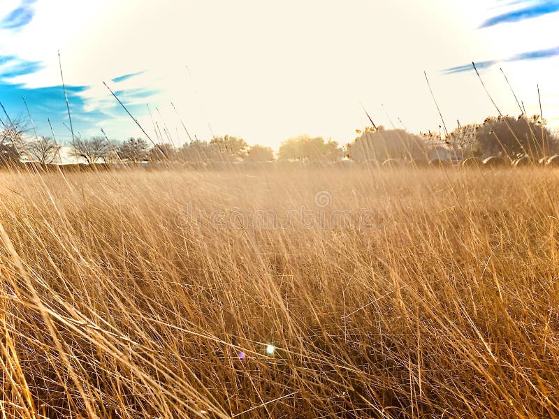 Golden Haze stock image. Image of winter, golden, haze - 162542027