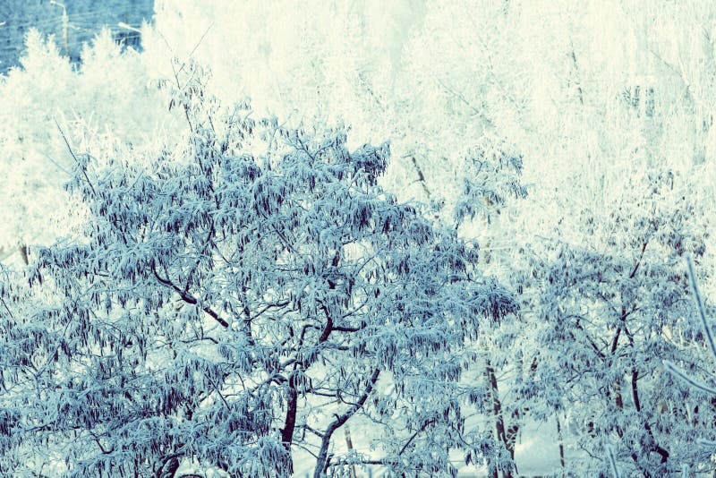 Winter Texture of the Branches of Trees Covered with a Thick Layer of ...