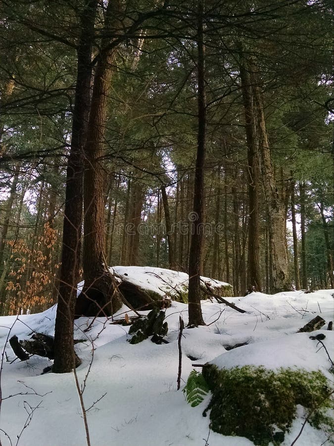 Winter thaw stock photo. Image of walk, thaw, woods - 136041668