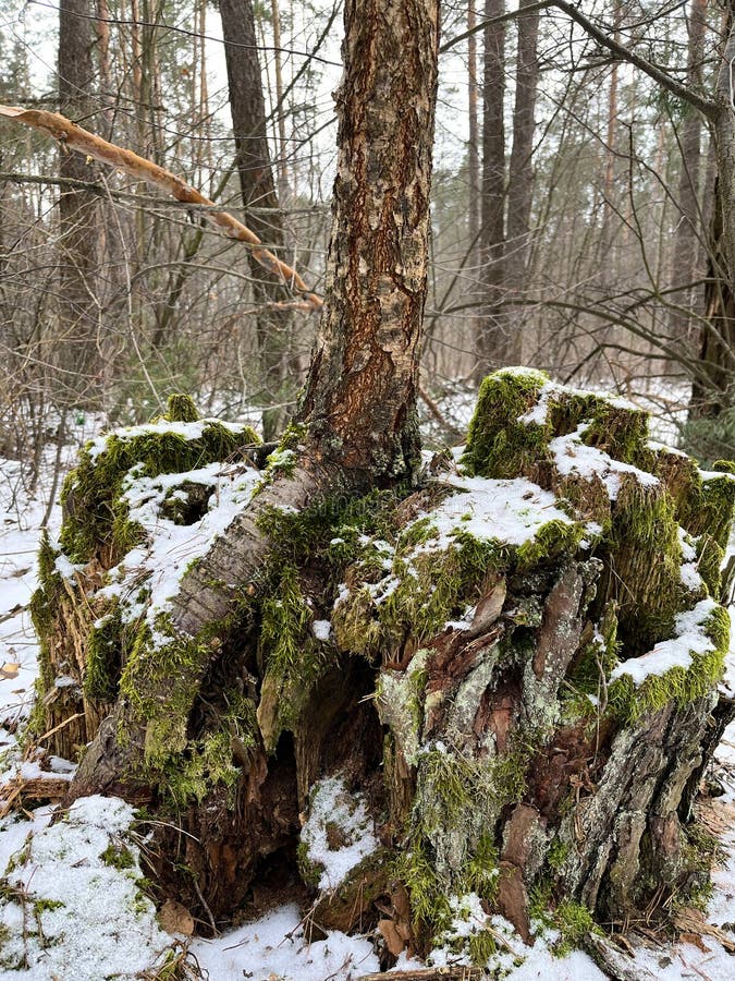 In Winter There Is A Pine Tree With Roots Covered With Moss In The