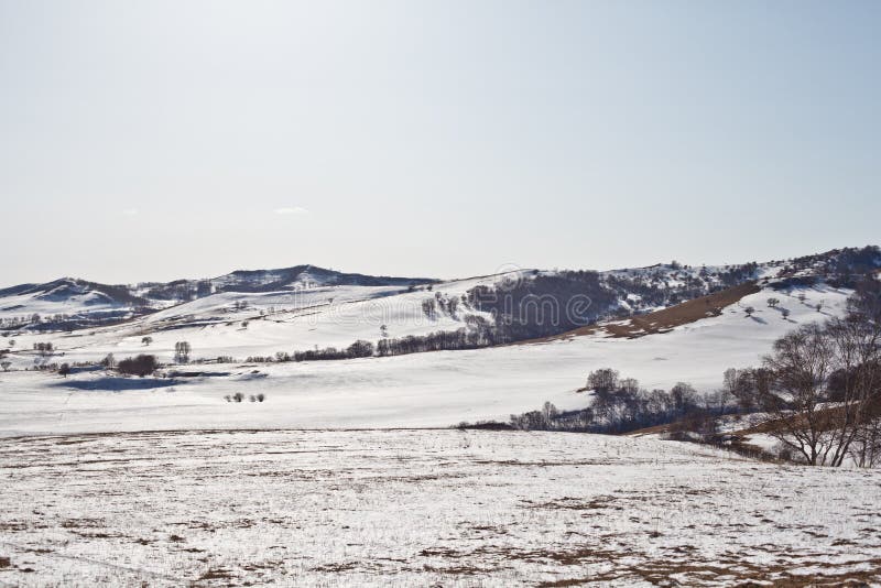 In Winter There is Snow on the Grassland with Silver Birch Forest ...