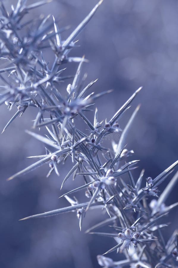 Winter thorns stock photo. Image of plants, plant, spikes - 4001542
