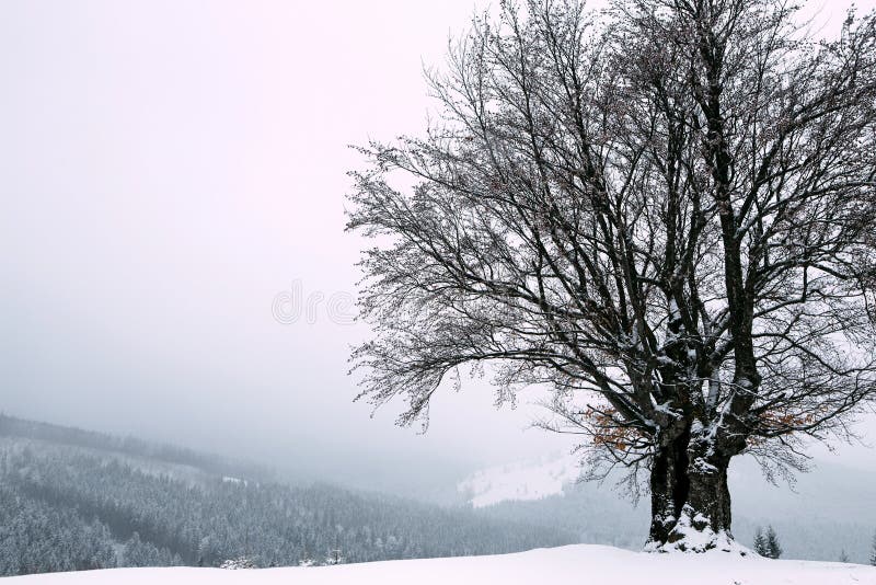 Winter Green Tree Covered with Snow. Stock Photo - Image of abstract ...