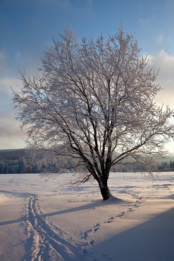 Winter landscape stock photo. Image of cold, water, december - 36196514
